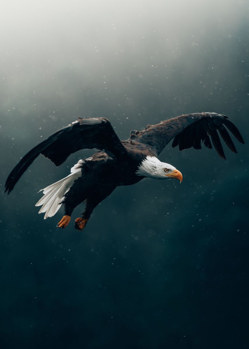 'Eagle' Poster, picture, metal print, paint by Vic Fuentes | Displate