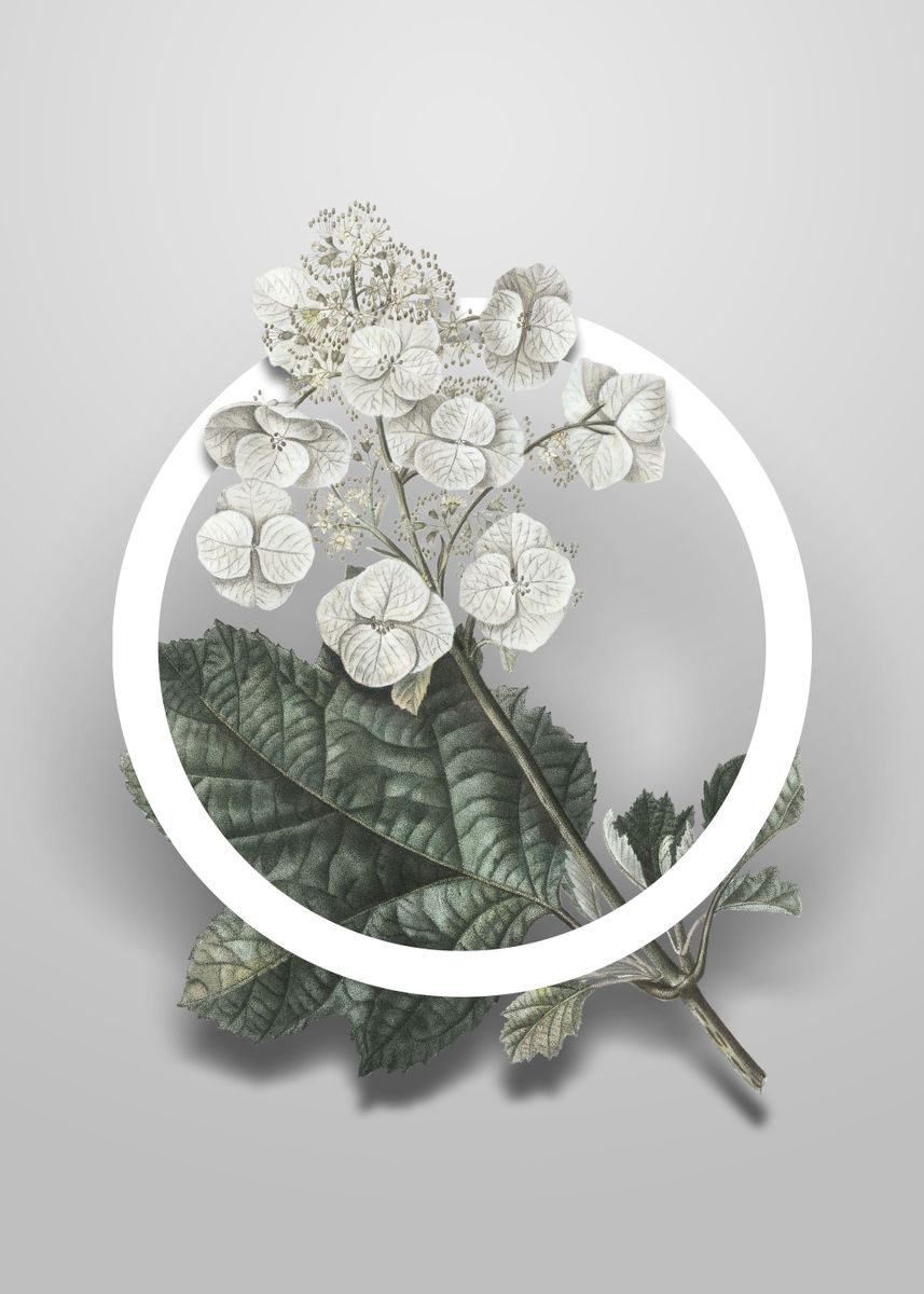 'Oakleaf Hydrangea Flower' Poster, picture, metal print, paint by Holy ...