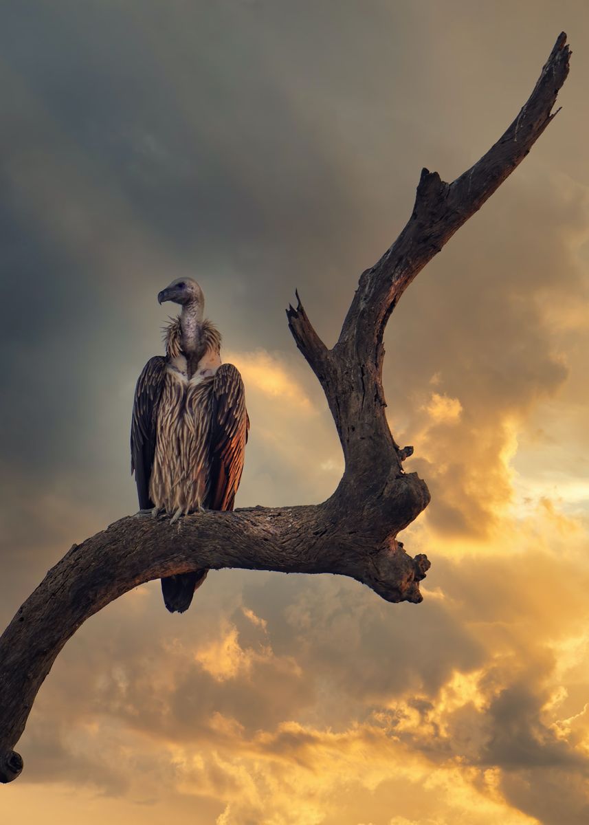 'Vulture' Poster, picture, metal print, paint by Vic Fuentes | Displate