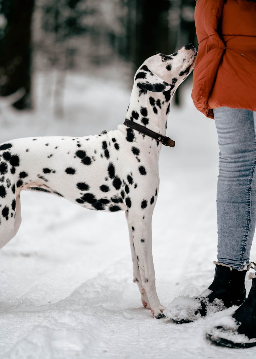 'Young dalmatian in winter' Poster, picture, metal print, paint by ...