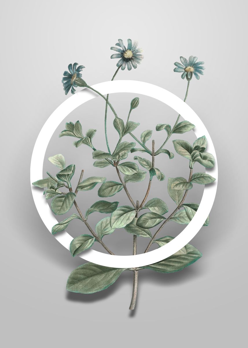 'Blue Marguerite Plant Art' Poster, picture, metal print, paint by Holy ...