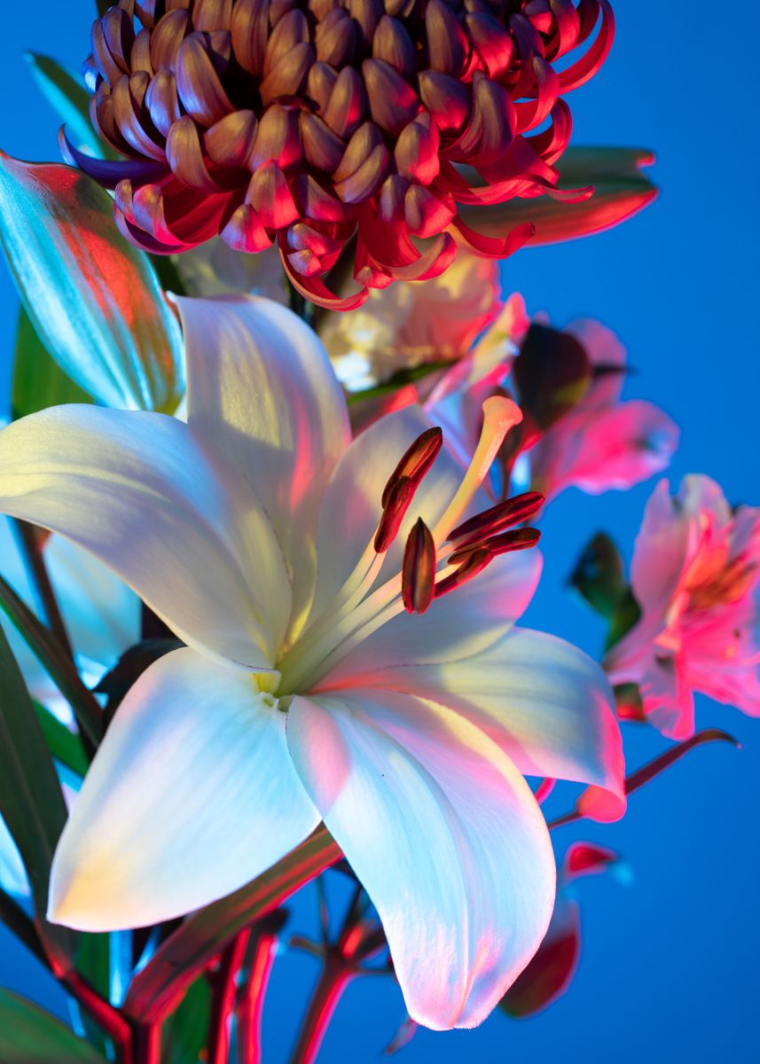 'beautiful flower' Poster by Queensy Collin | Displate