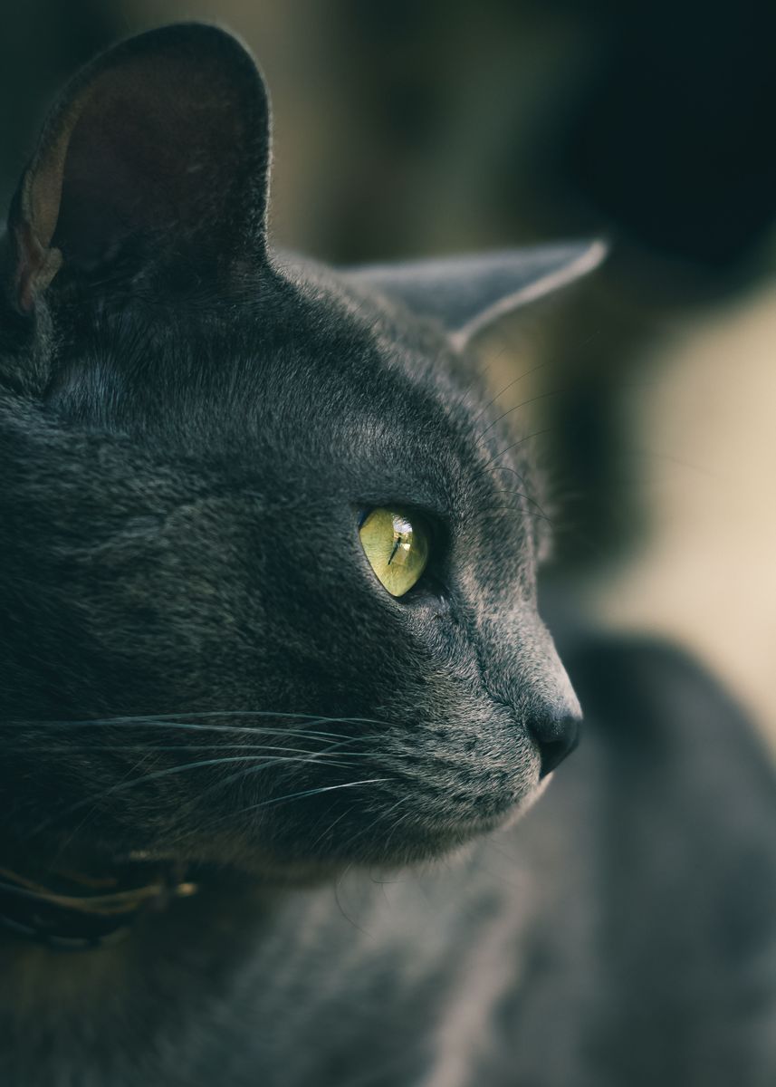 'Cat Miaw' Poster, picture, metal print, paint by Staine Lannister ...