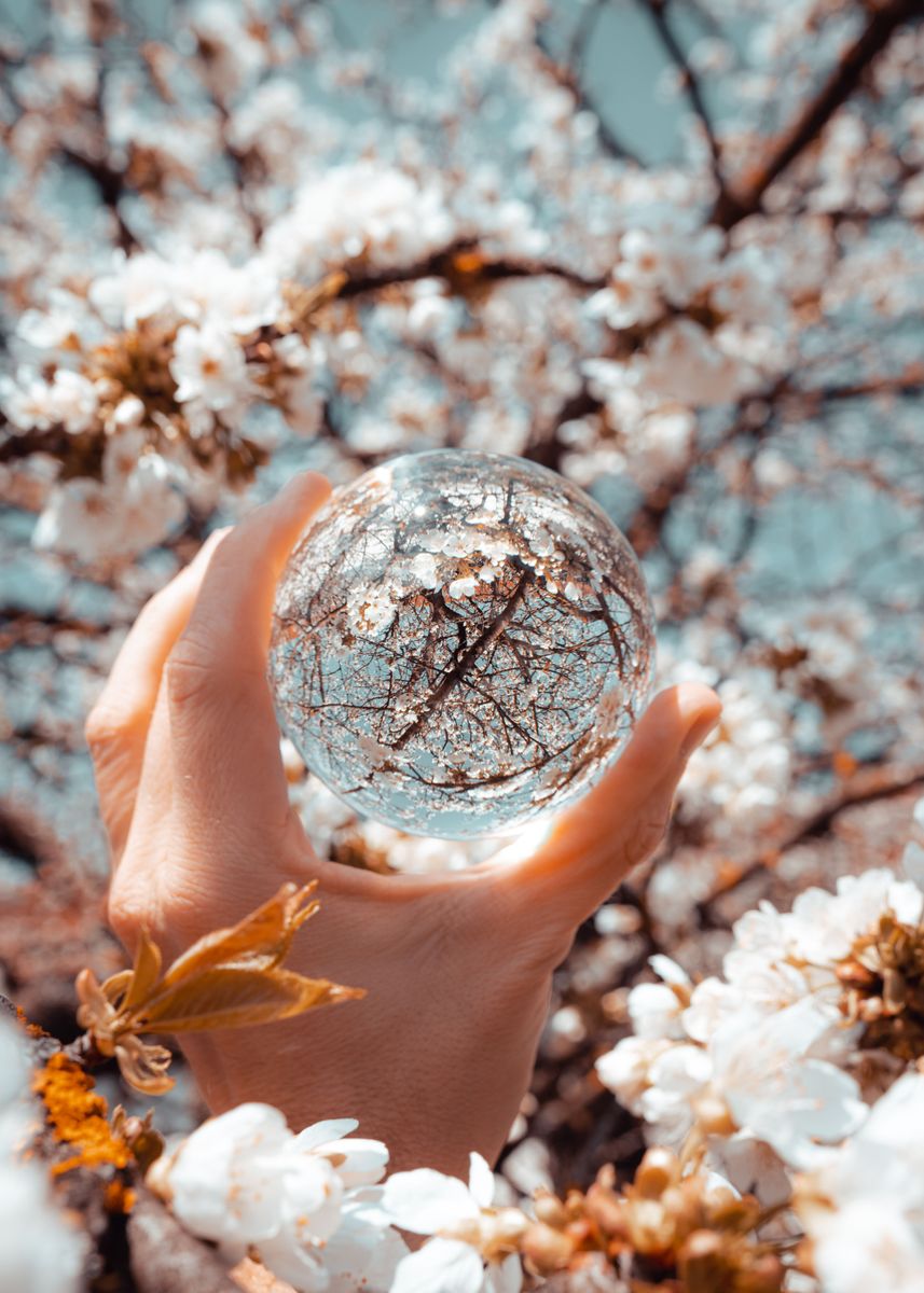 'Lensball Cherry blossoms' Poster, picture, metal print, paint by ...