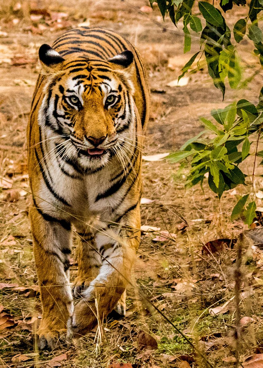 'Tiger Moving Closer' Poster, picture, metal print, paint by Joe ...