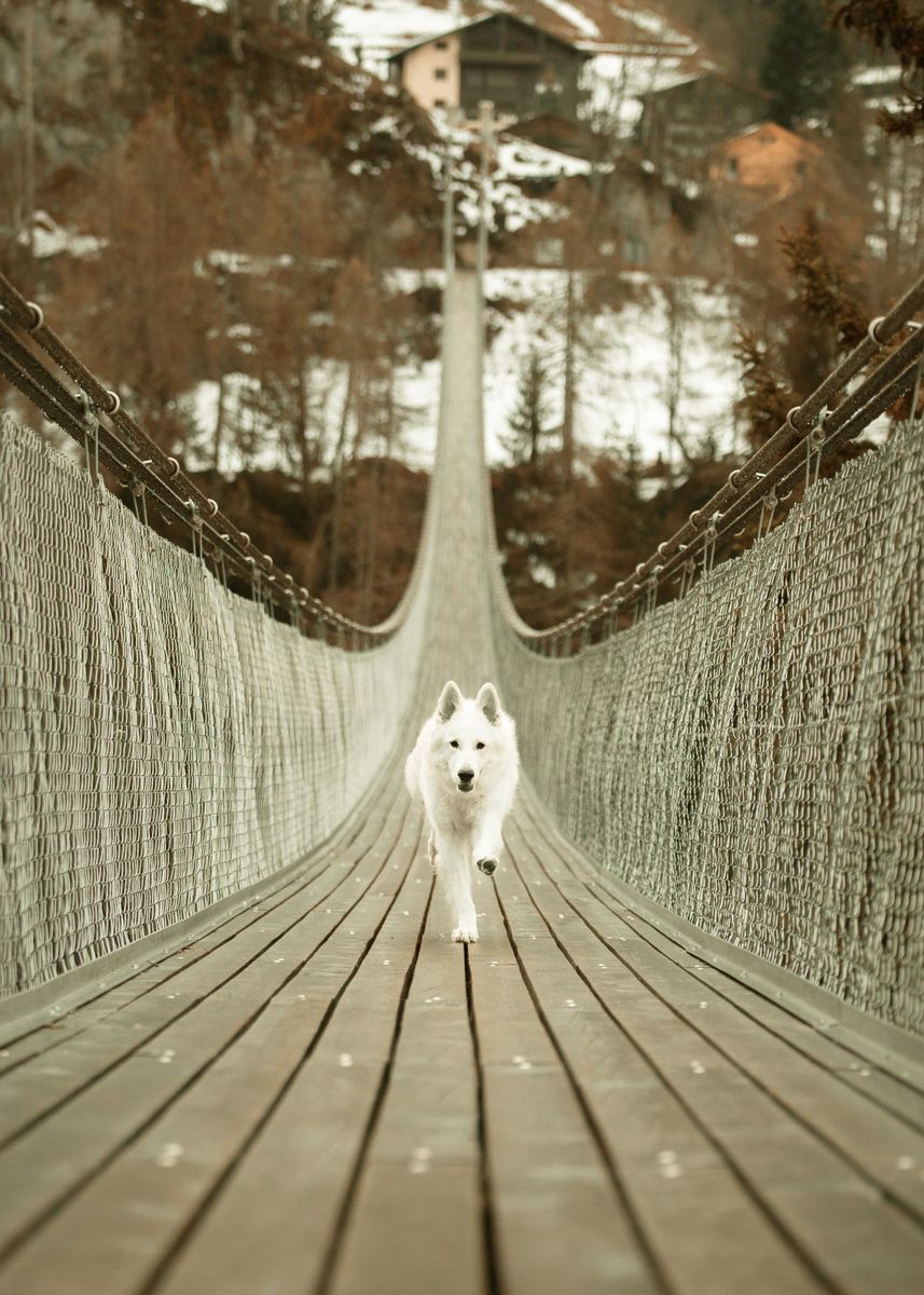 'DOG RUNNING ON THE BRIDGE' Poster, picture, metal print, paint by ...
