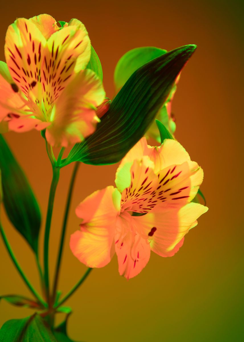 'Flower' Poster, picture, metal print, paint by Queensy Collin | Displate