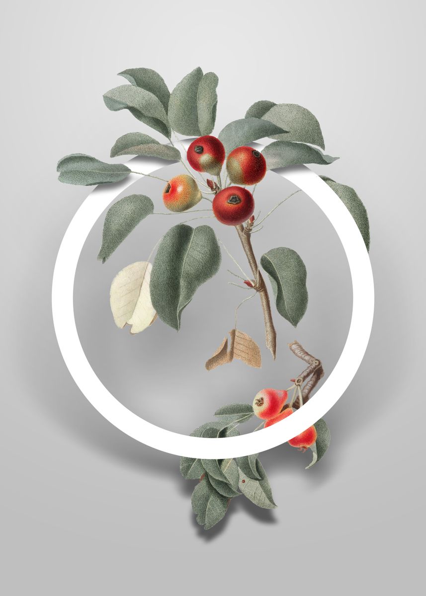 'Vintage Musky Pear Flower' Poster, picture, metal print, paint by Holy ...