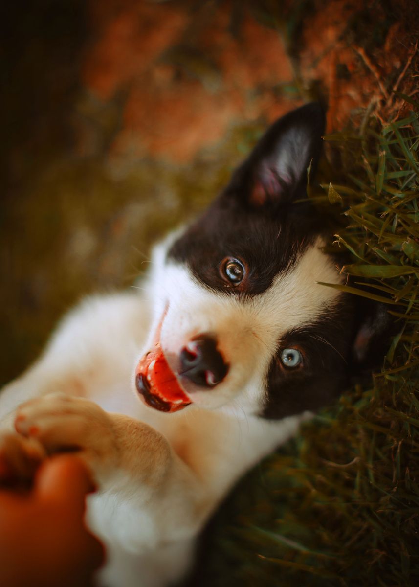 'DOG SMILE' Poster, picture, metal print, paint by PRIMNEPTI LERT ...