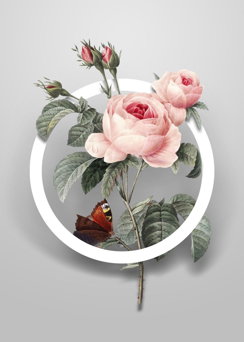 'Provence Rose Flower Art' Poster, picture, metal print, paint by Holy ...