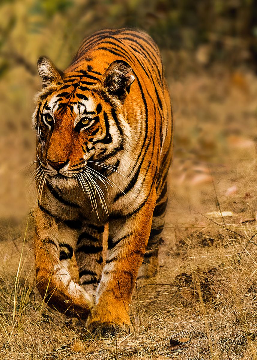 'Tiger Purposeful Movement' Poster, picture, metal print, paint by Joe ...