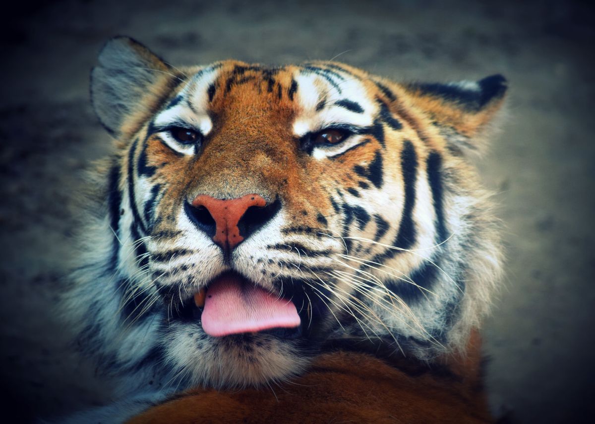 'Yawning Tiger' Poster by KrispyArt | Displate