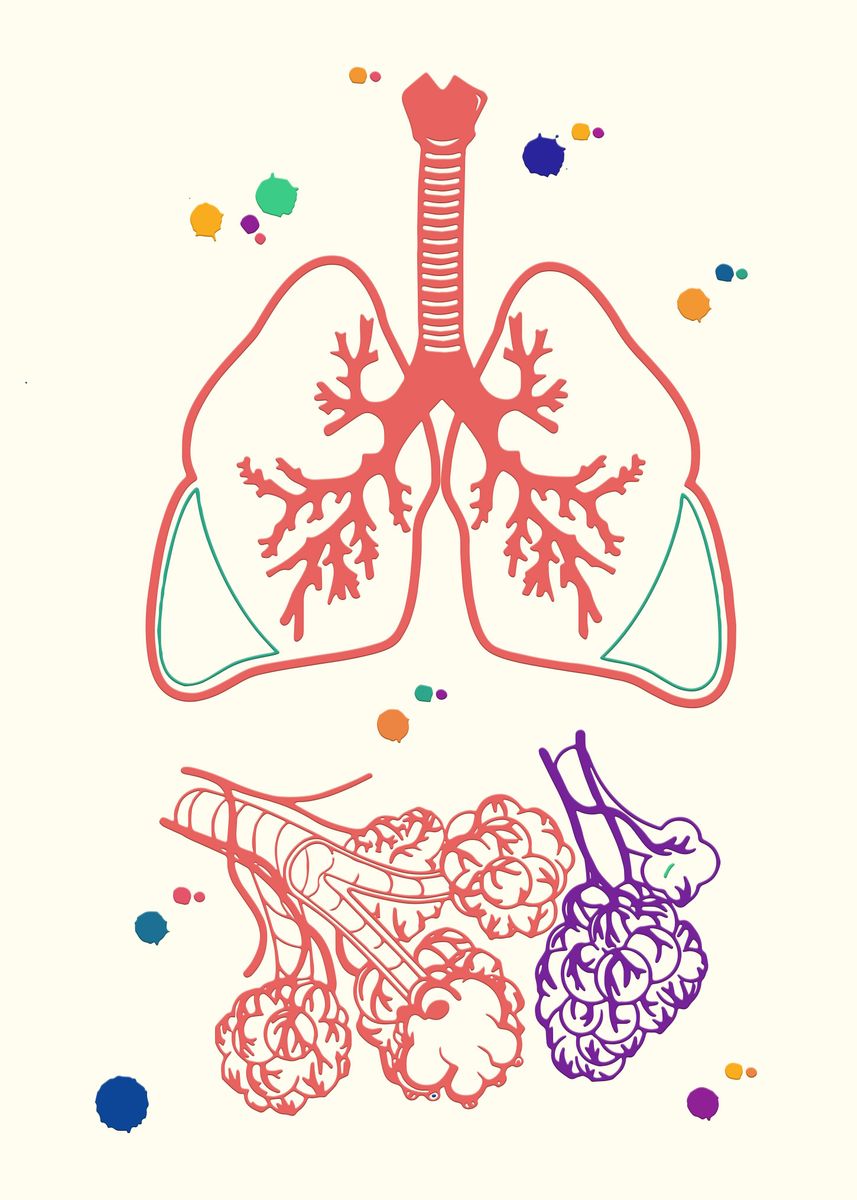 'Lungs and alveoli' Poster, picture, metal print, paint by Dutton Jerrell | Displate
