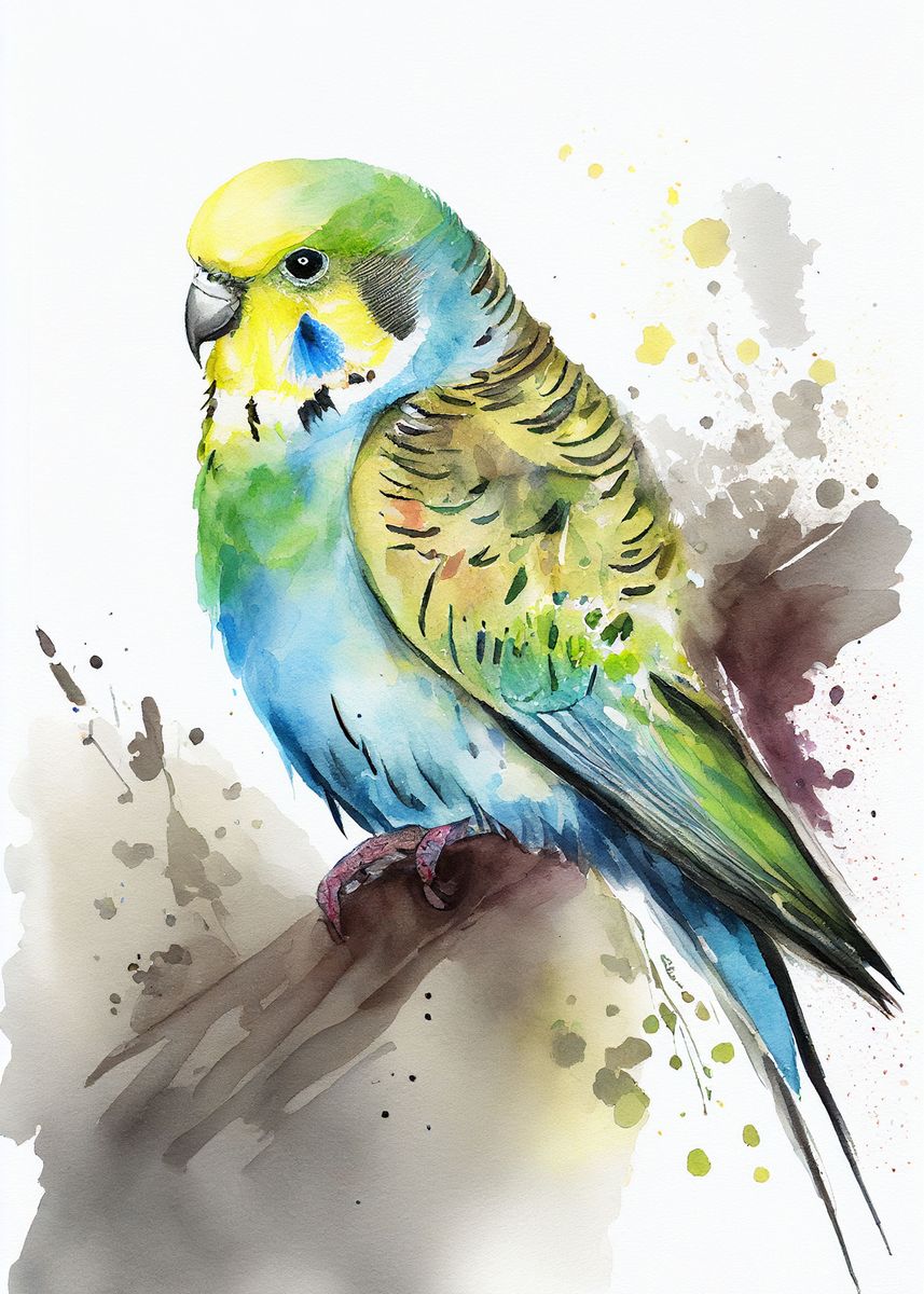 'Budgie Watercolor' Poster, picture, metal print, paint by DecoyDesign ...