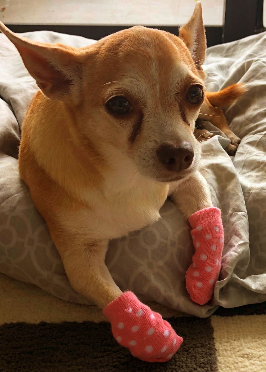 'DOGS WEAR SOCKS' Poster, picture, metal print, paint by PRIMNEPTI LERT ...