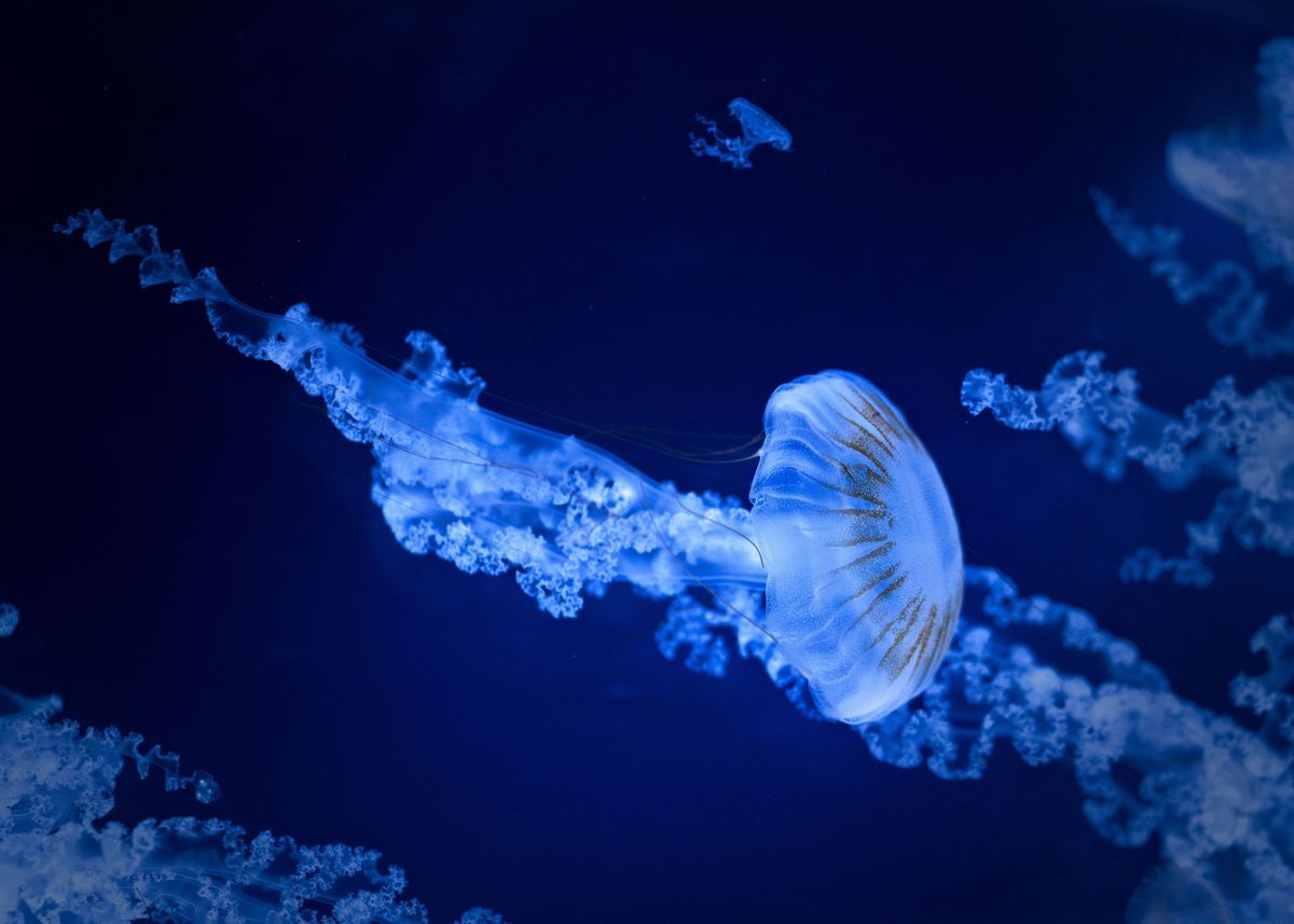 'starfish' Poster by hero Tuan | Displate