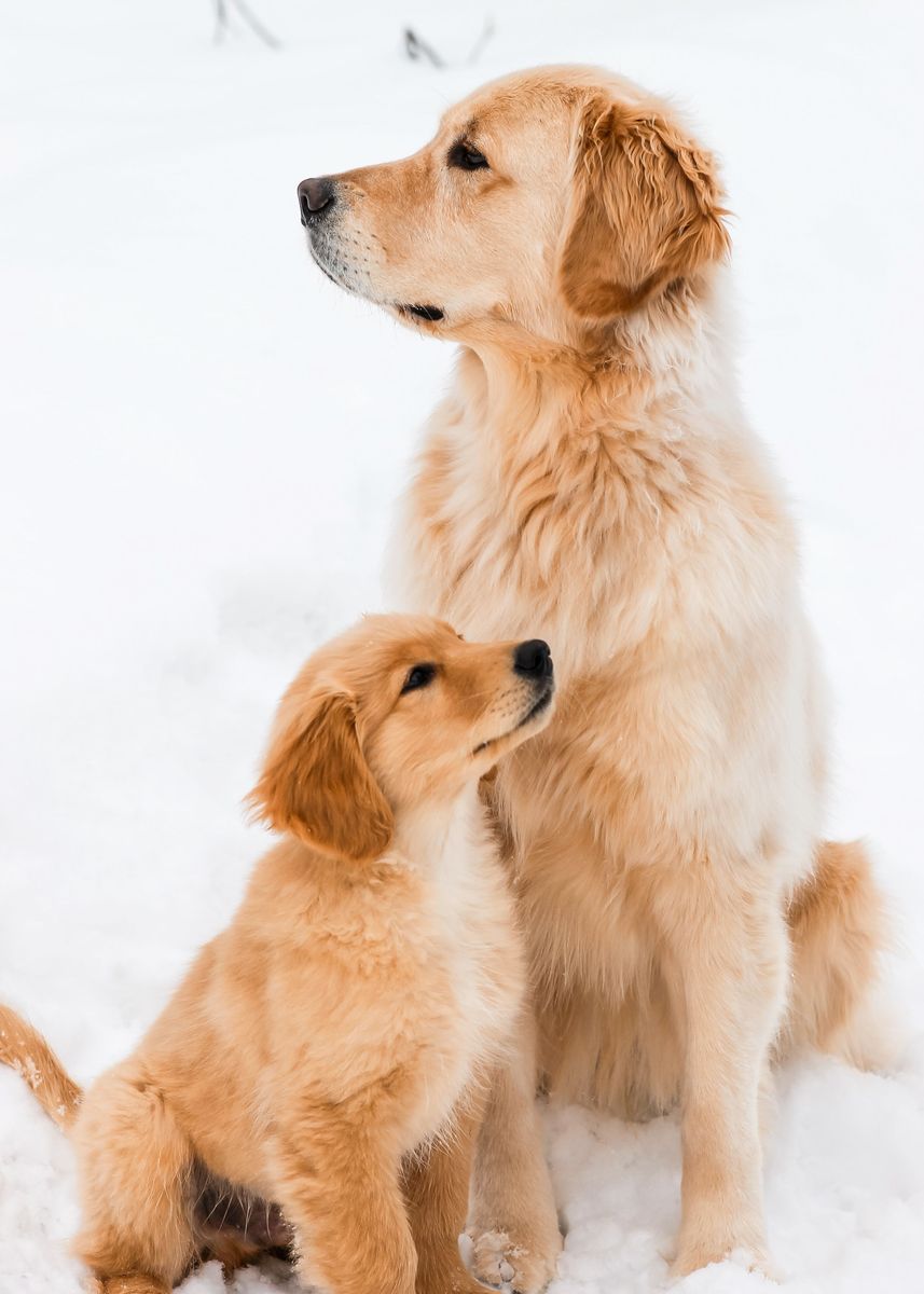 'Dog' Poster, picture, metal print, paint by DombaHitam Studio | Displate