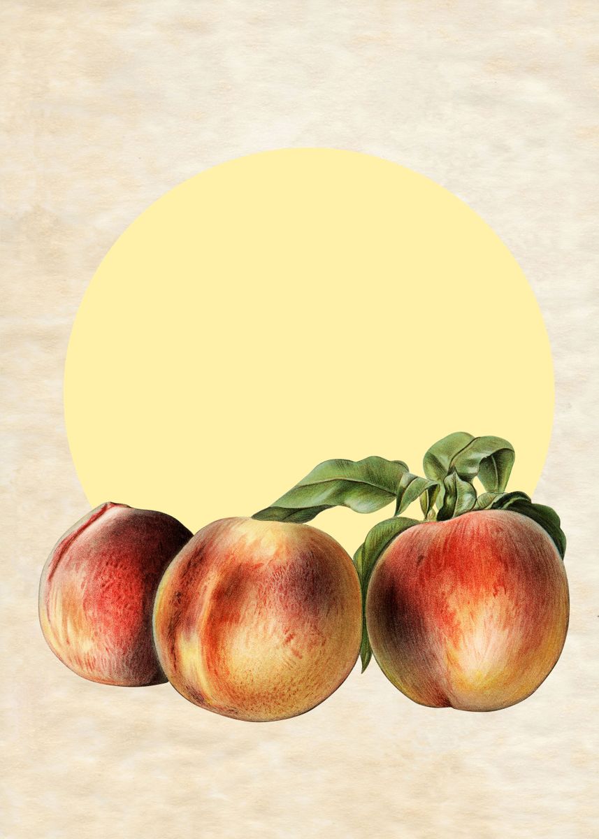 'VINTAGE PEACHES' Poster, picture, metal print, paint by Atomic Chinook ...