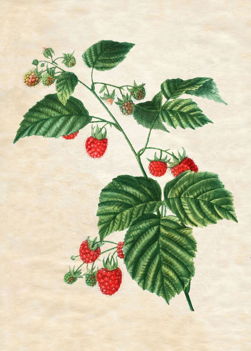 'VINTAGE RASPBERRIES' Poster, picture, metal print, paint by Atomic ...