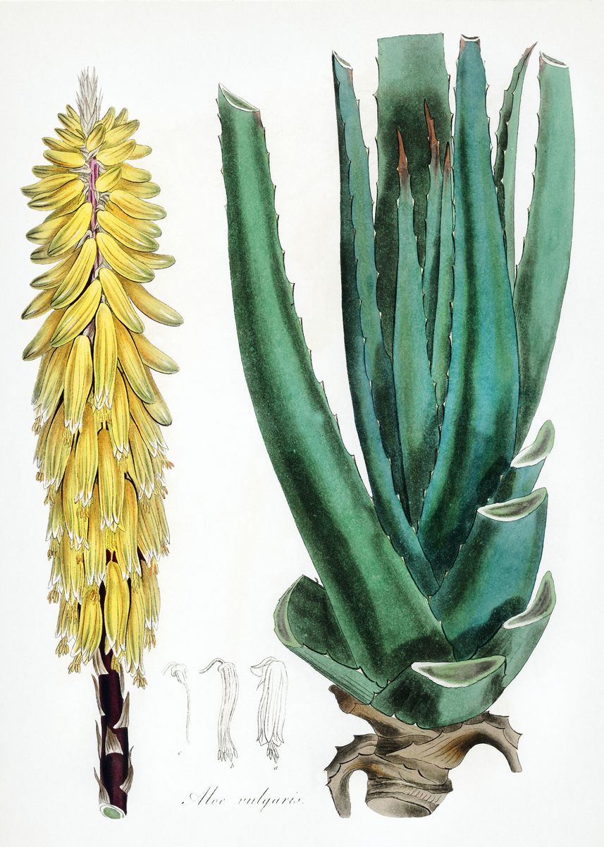 'Bitter Root' Poster, picture, metal print, paint by Ella Mapalad ...
