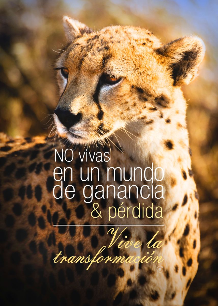 'Leopardo con frase' Poster, picture, metal print, paint by Mitchel ...