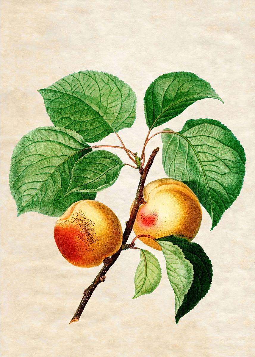 'PEACHES VINTAGE' Poster, picture, metal print, paint by Atomic Chinook ...