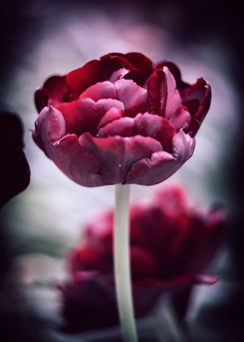 'Maroon botanical tulip' Poster, picture, metal print, paint by ...