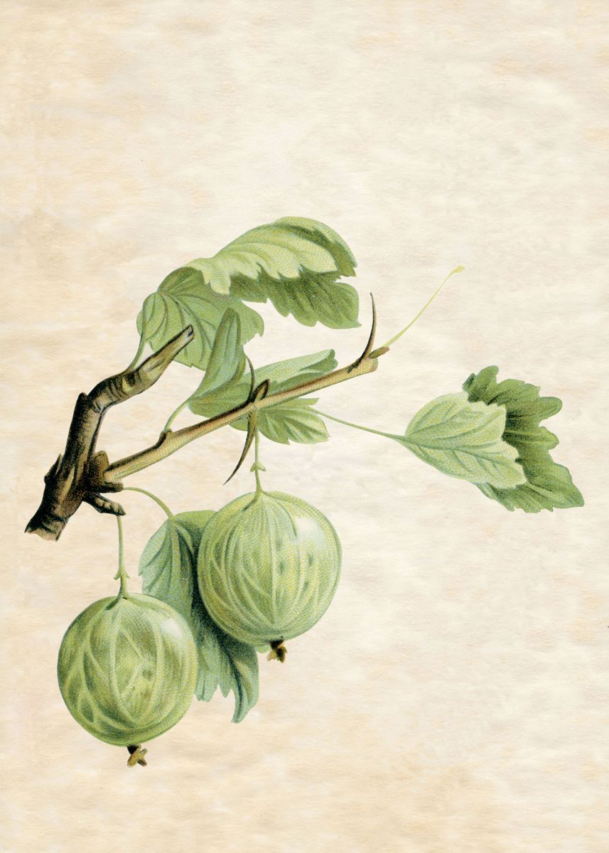 'MINT VINTAGE' Poster, picture, metal print, paint by Atomic Chinook | Displate