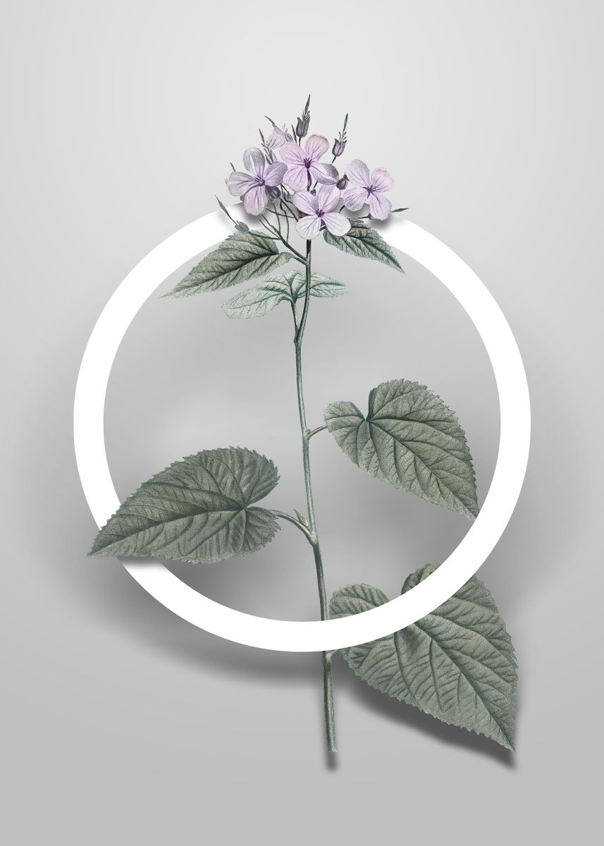 'Morning Glory Flower Art' Poster, picture, metal print, paint by Holy ...