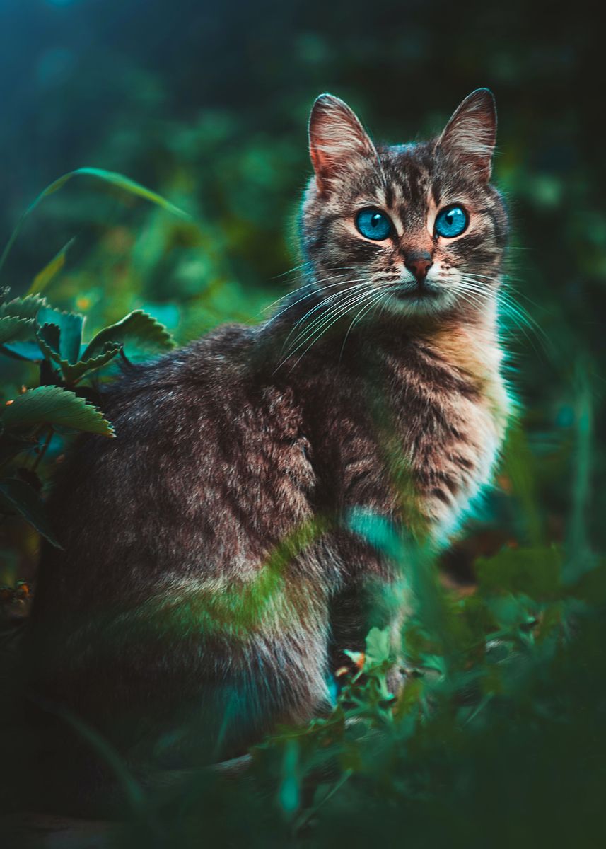 'Cat with blue eye' Poster, picture, metal print, paint by Adney | Displate