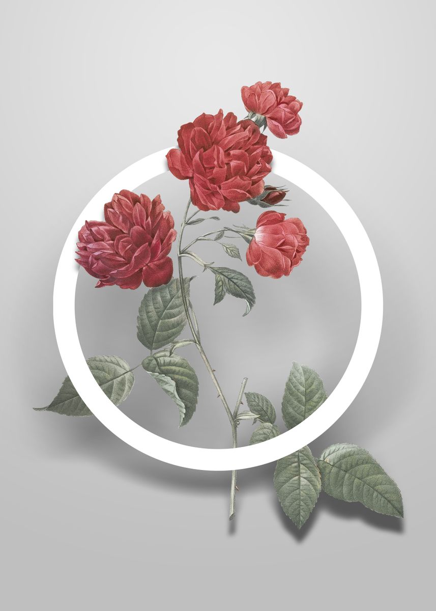 'Red Cabbage Rose in Bloom' Poster, picture, metal print, paint by Holy ...