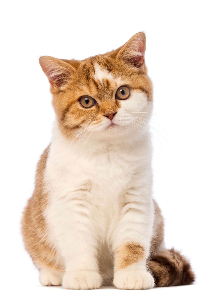 'Cutie Kitty Cat Poster' Poster by Grimes Brown | Displate