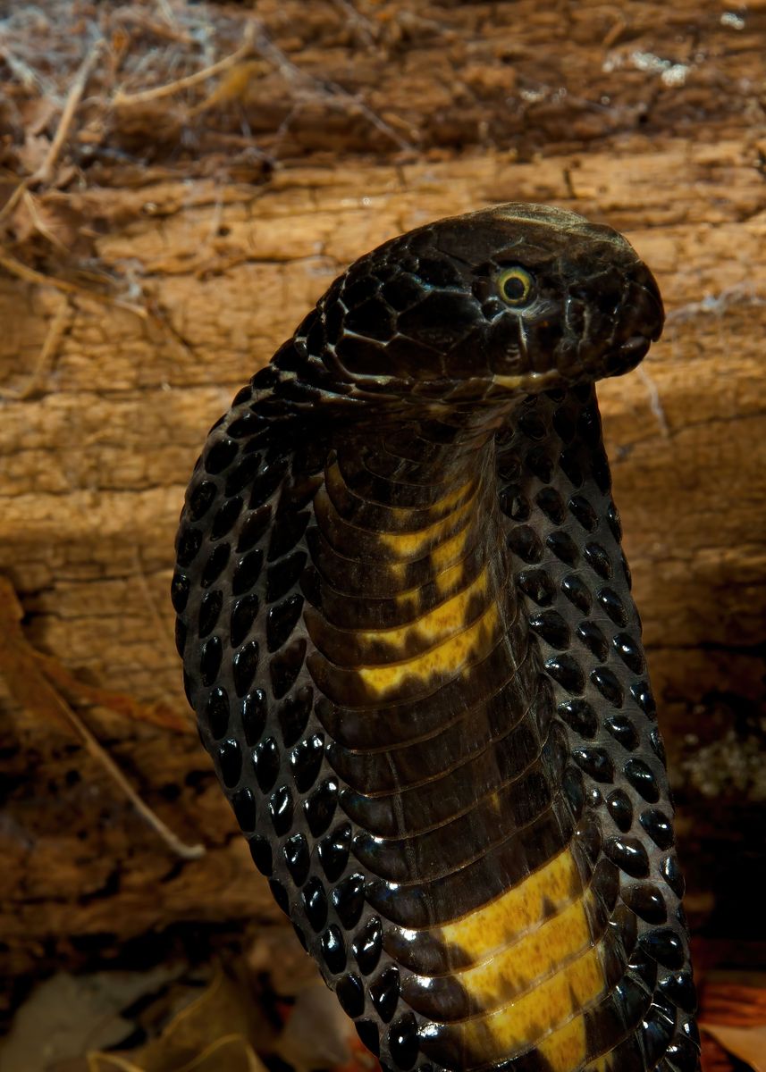 'Portrait Black Cobra ' Poster, picture, metal print, paint by Joe ...