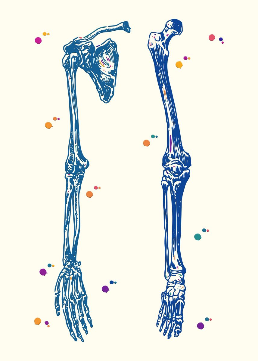 'Upper Limbs and Leg' Poster, picture, metal print, paint by Dutton ...