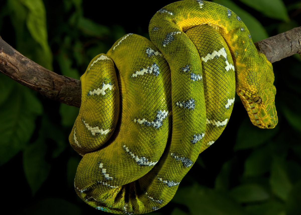 'Emerald Tree Boa Closeup' Poster by Joe OConnell | Displate
