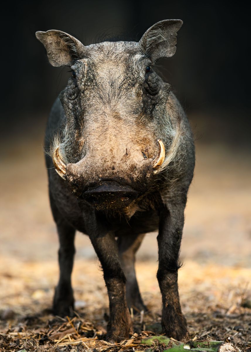 'Warthog front portrait ' Poster, picture, metal print, paint by ...