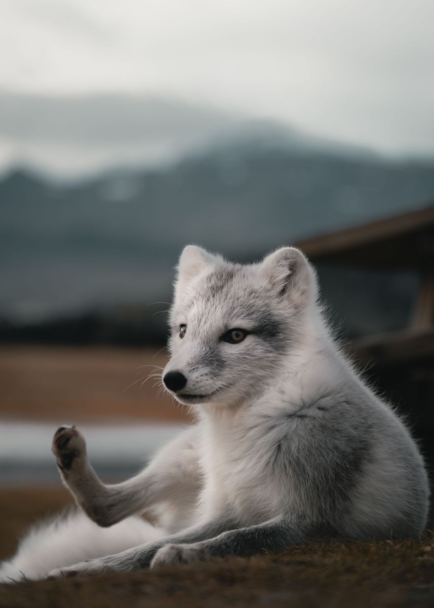 'Iceland White Fox' Poster, picture, metal print, paint by Edgar Inacio ...