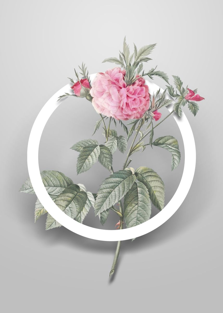 'Pink Agatha Rose Flower' Poster, picture, metal print, paint by Holy ...