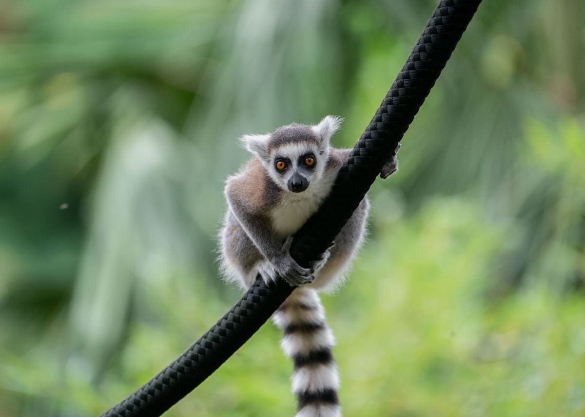 'Lemur' Poster by Anthony C | Displate