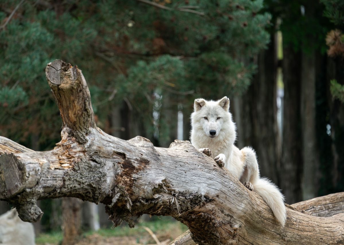 'white wolf' Poster by Anthony C | Displate