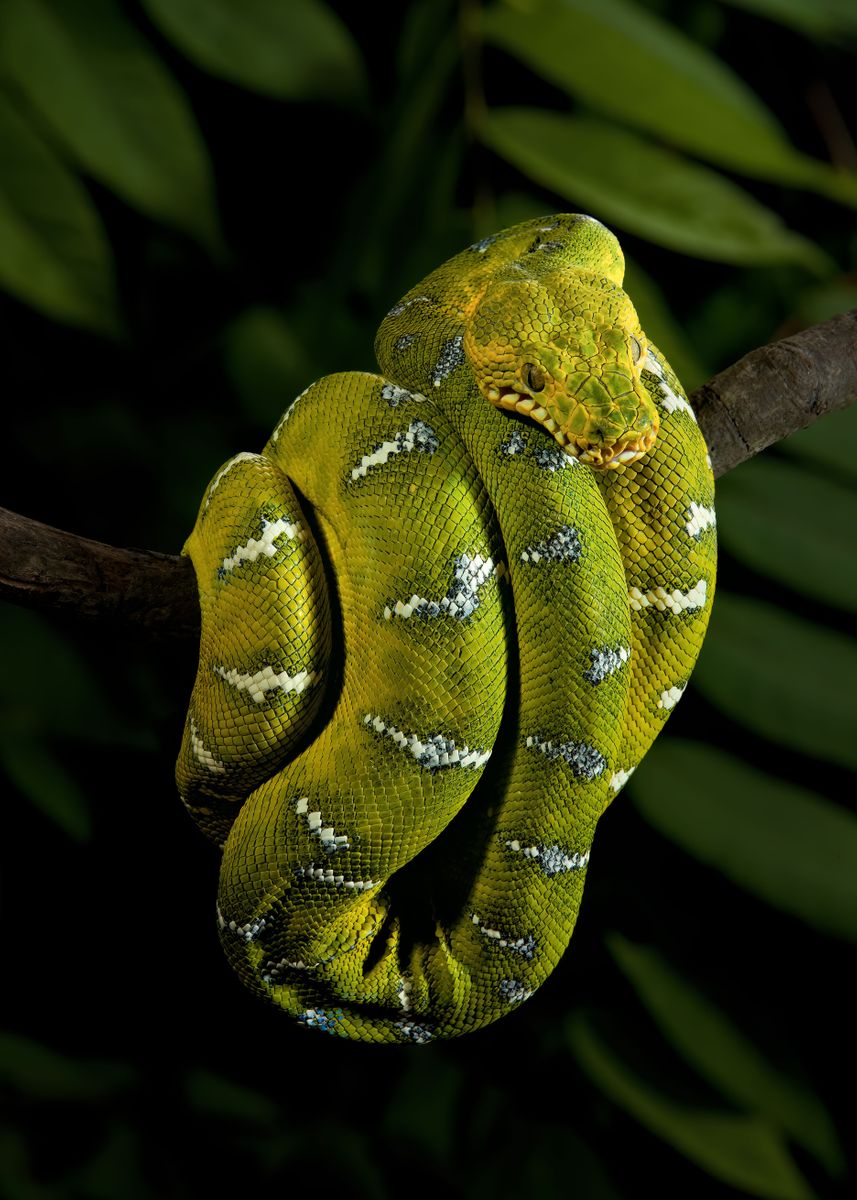 'Vertical Emerald Tree Boa' Poster, picture, metal print, paint by Joe ...