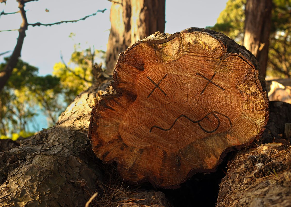 'Sad Tree' Poster by Laura Thompson | Displate