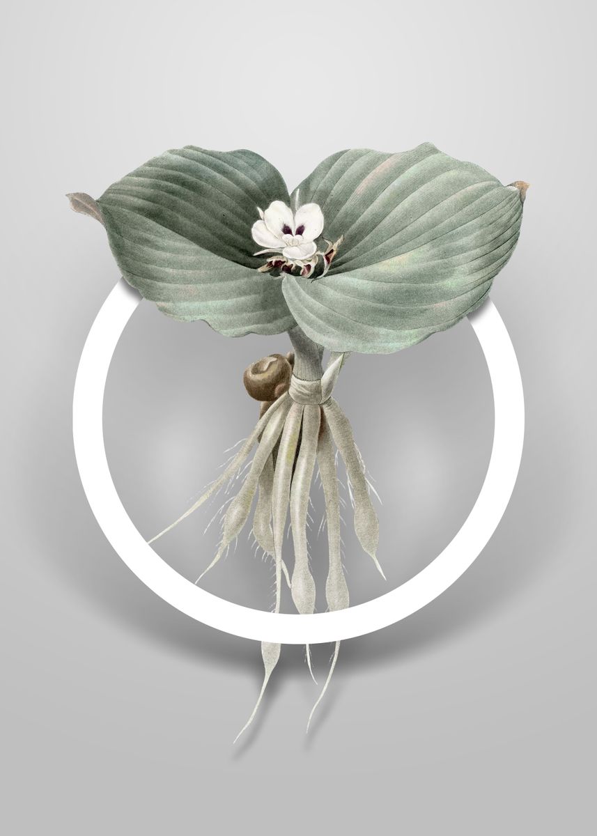 'Vintage Sand Ginger Flower' Poster, picture, metal print, paint by ...