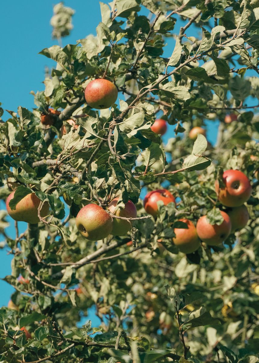 'Summer Apple tree' Poster, picture, metal print, paint by David Green ...