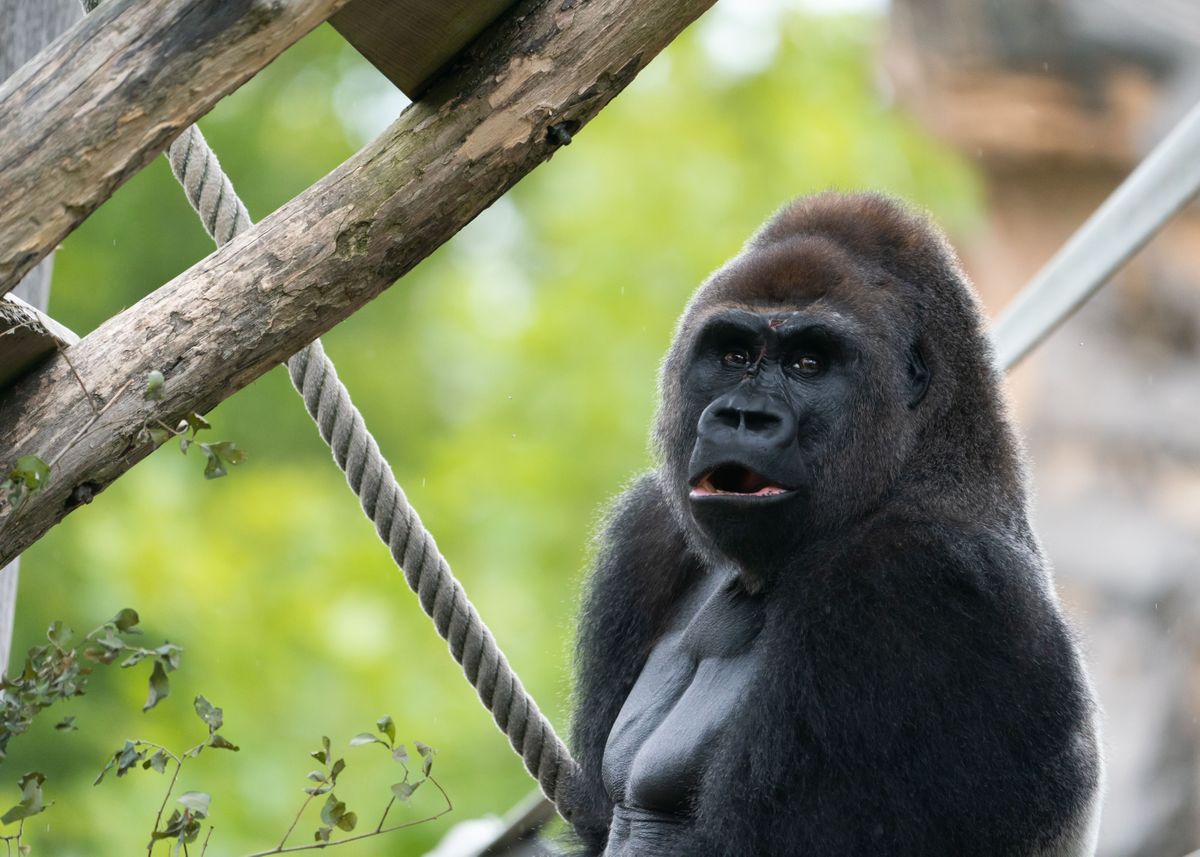 'gorilla' Poster by Anthony C | Displate