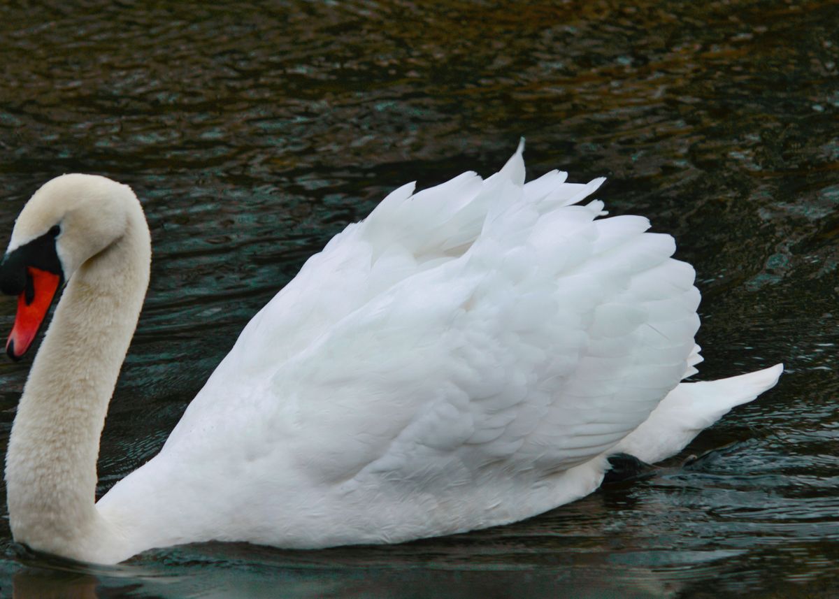 'Majestic Swan on the Water' Poster by Shahruk | Displate