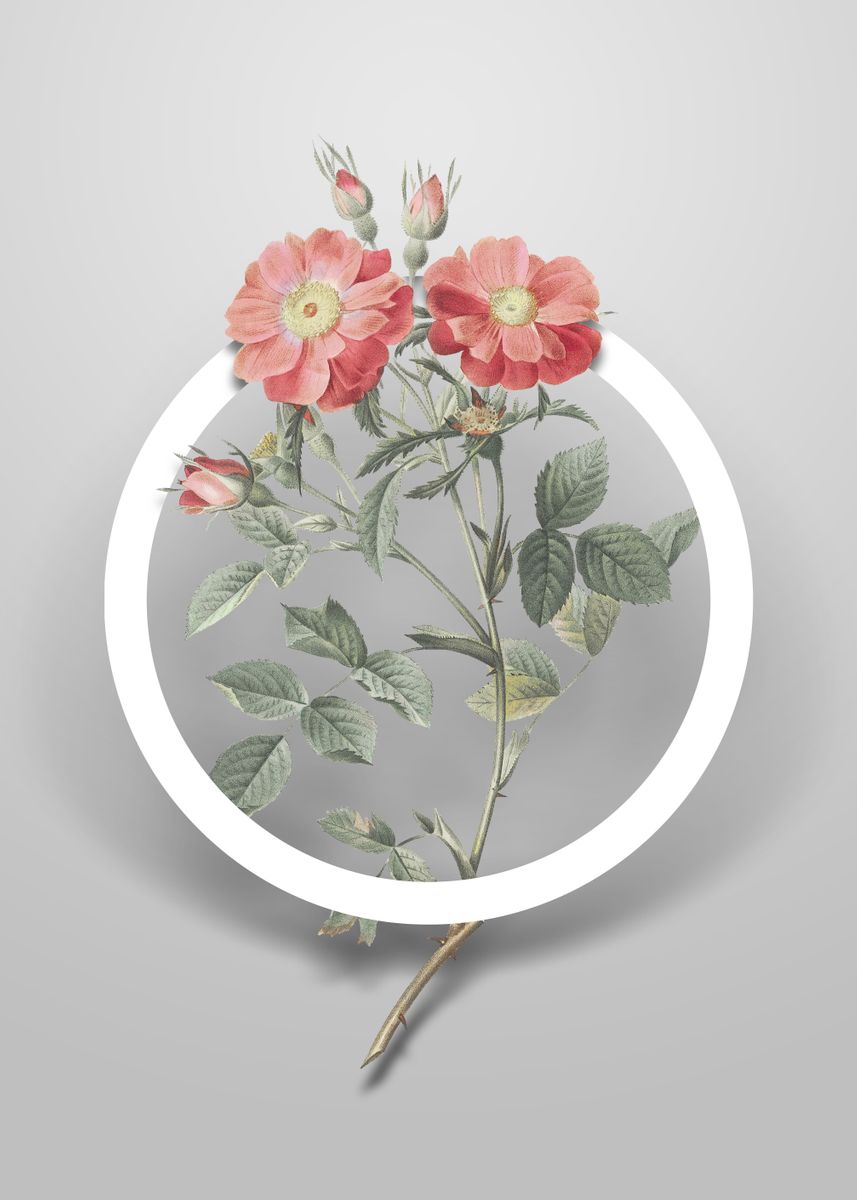 'Sweetbriar Rose Flower Art' Poster, picture, metal print, paint by ...