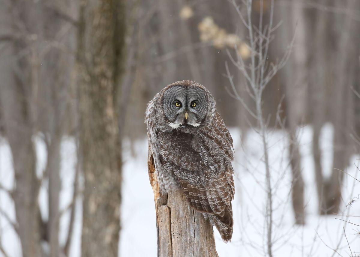 'The Staredown' Poster by Thee Owl Queen | Displate