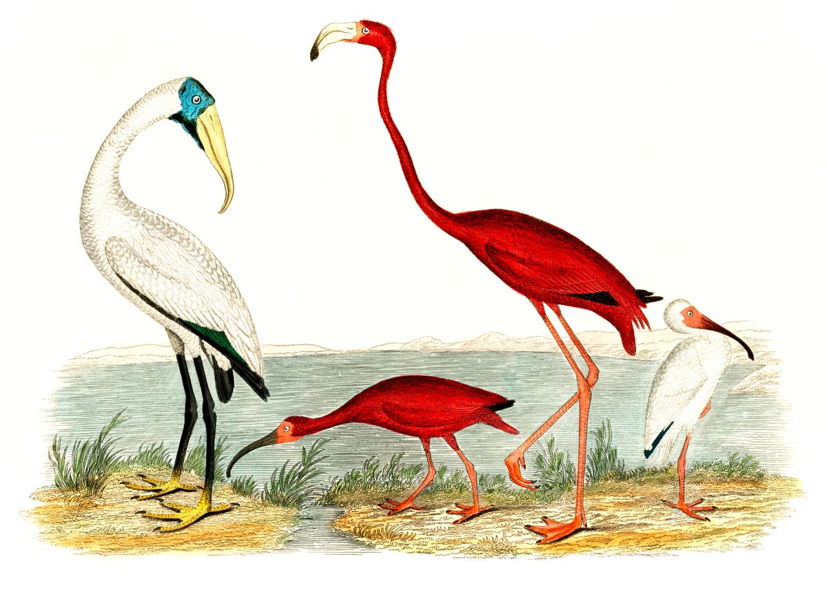 'Ibis And Scarlet Flamingo ' Poster by Mango Art | Displate