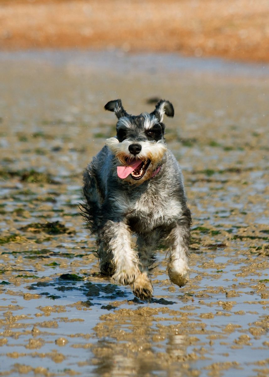 'DOG RUNNING' Poster, picture, metal print, paint by PRIMNEPTI LERT ...